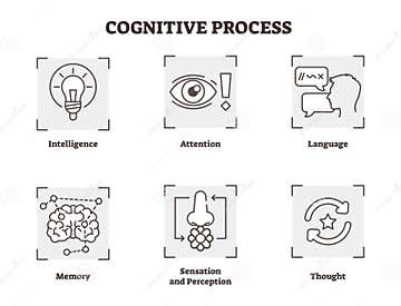 Vector Illustration Set of Cognitive Process. Scheme with , Attention ...