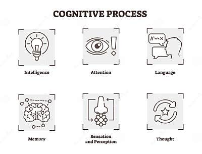 Vector Illustration Set of Cognitive Process. Scheme with , Attention ...