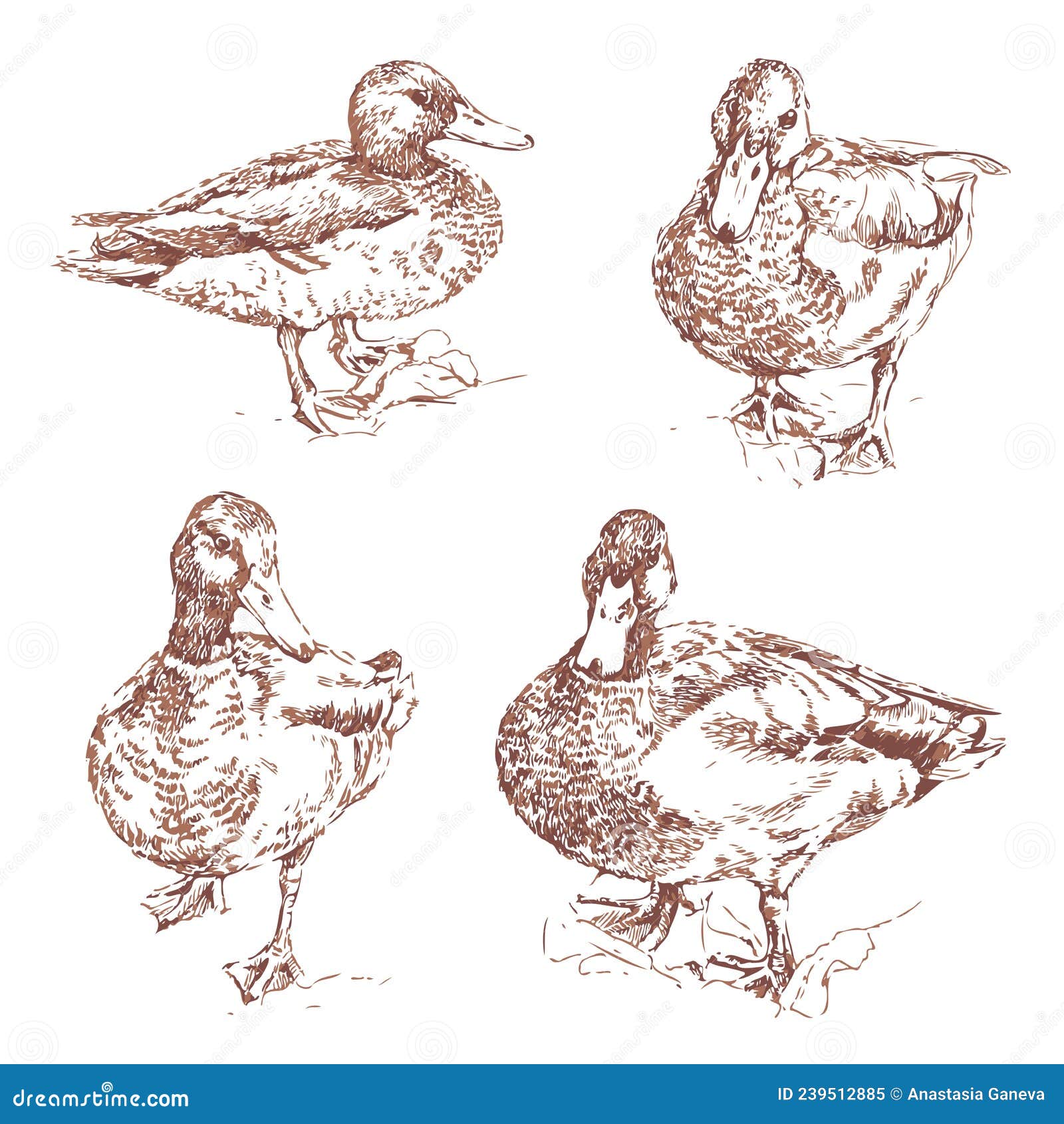 Vector Illustration with Collection of Hand Drawn Ducks. Stock Vector ...