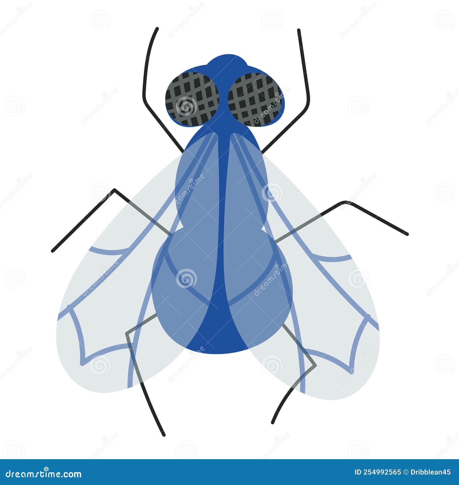 Vector Illustration of Colorful Insect Fly Isolated on White. Hand ...