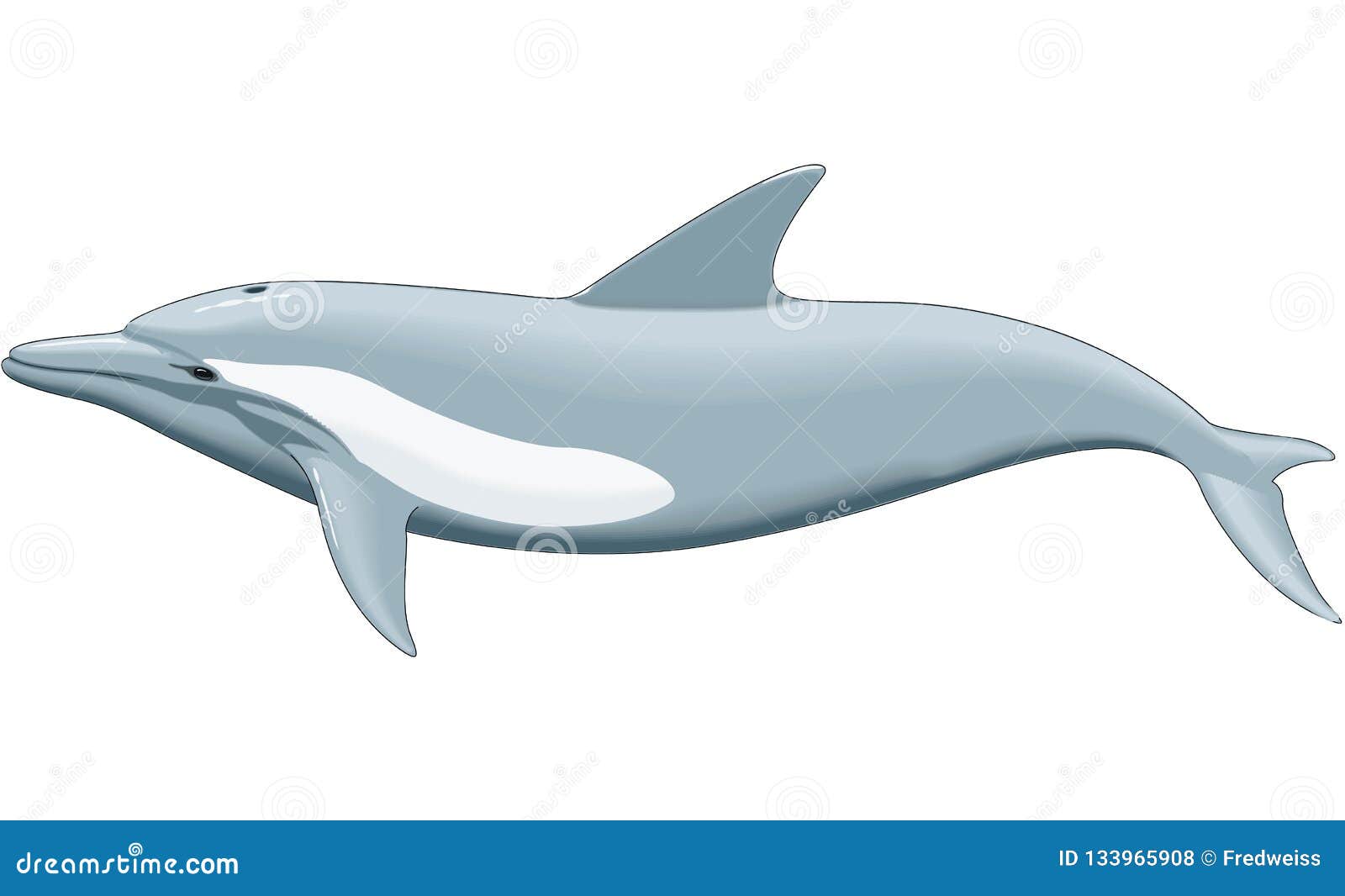 Common Dolphin Illustration Stock Vector - Illustration of porpoise ...