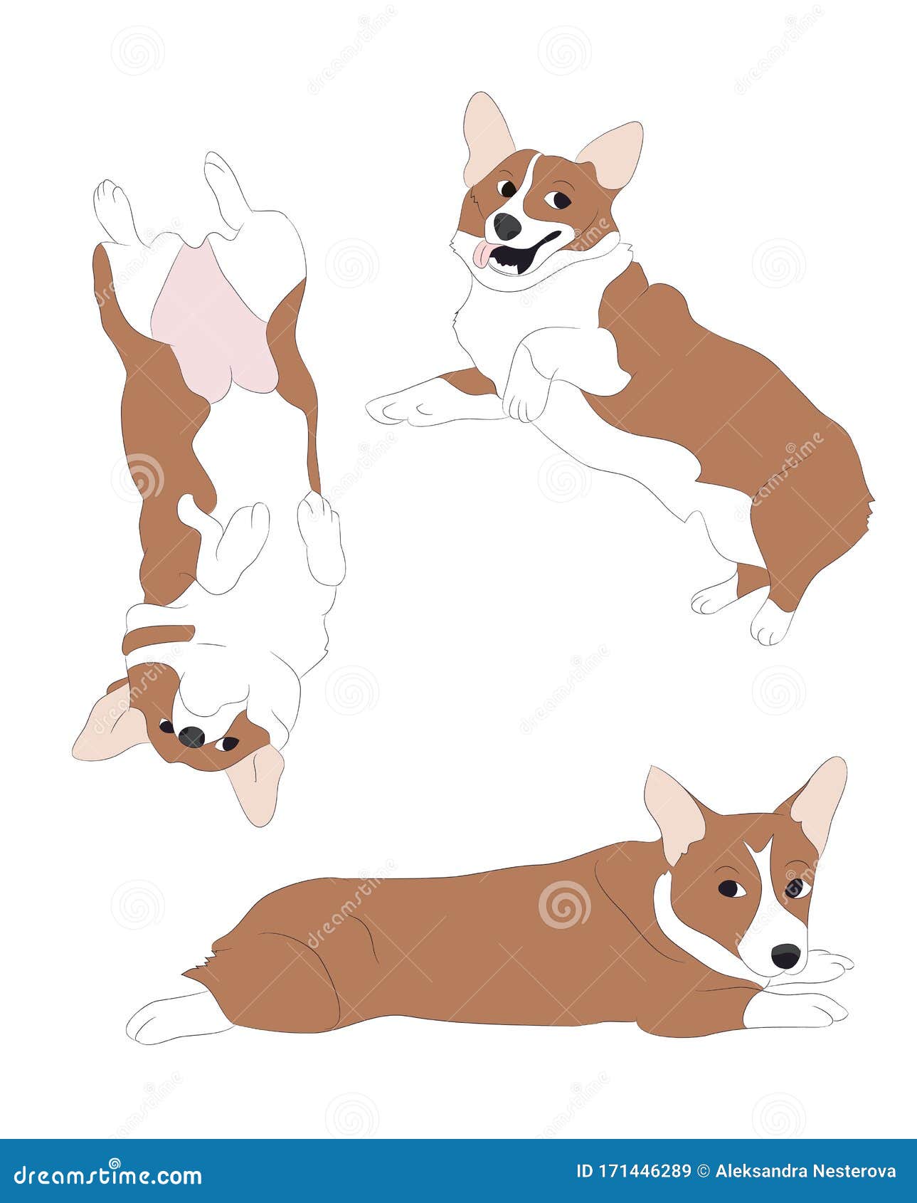 Vector Illustration of Corgi Dogs, Color Drawing Stock Vector ...