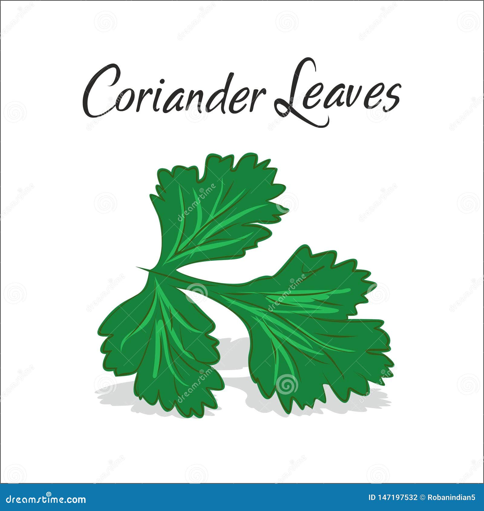Coriander Leaf Vector