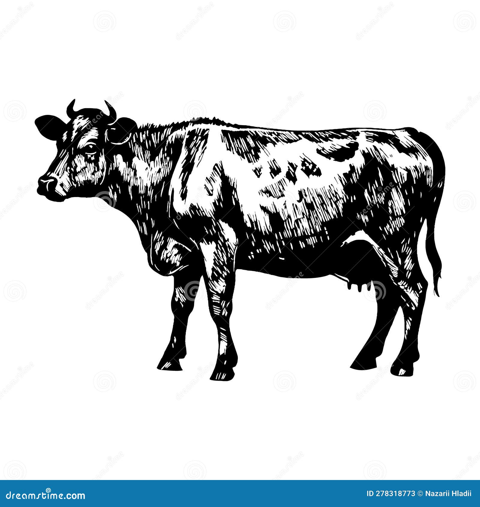 Vector Illustration of Cow in Engraving Style. Stock Vector ...