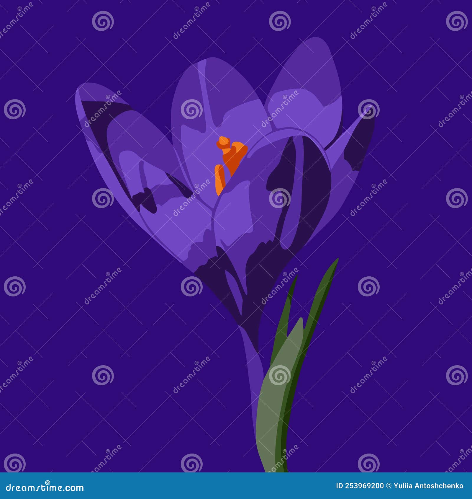 Vector Illustration of a Crocus Flower . Stock Vector - Illustration of ...