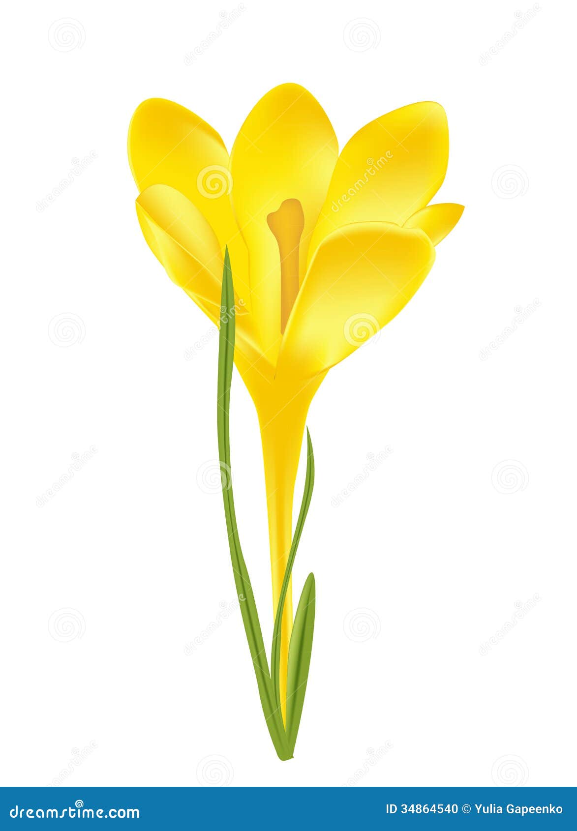 Vector Illustration of Crocus Flower Stock Vector - Illustration of ...