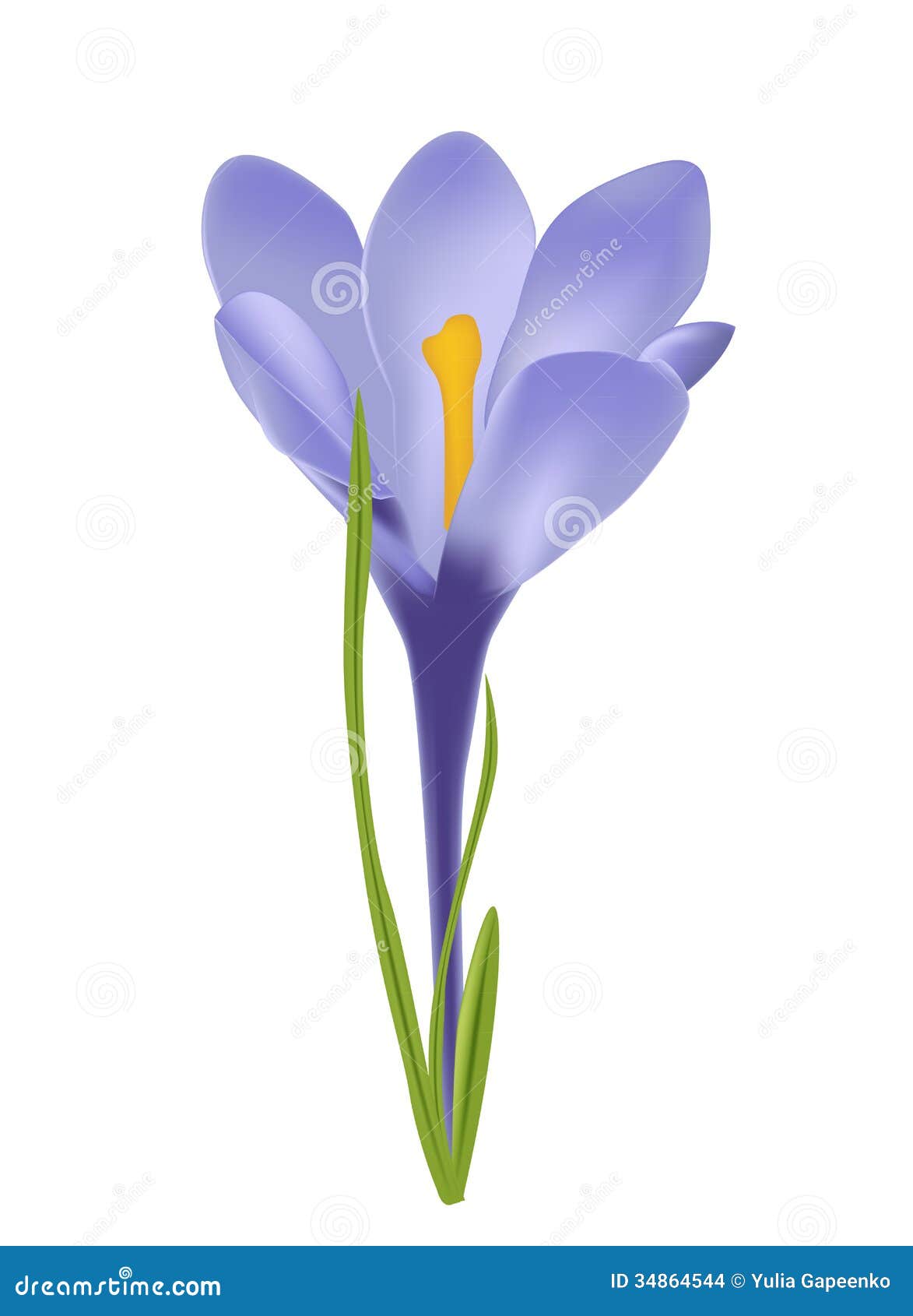 Vector Illustration of Crocus Flower Stock Vector - Illustration of ...