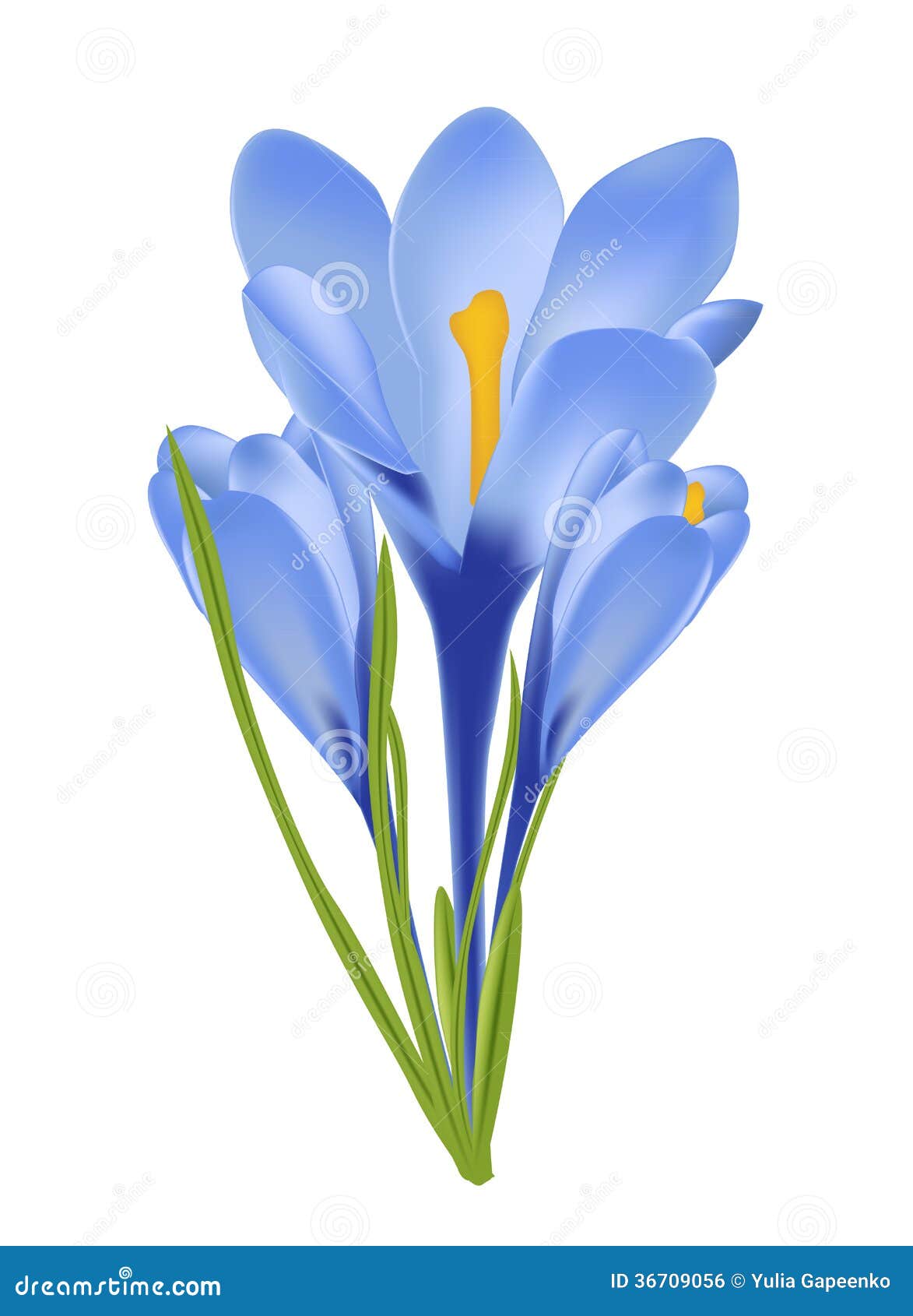 Vector Illustration of Crocus Flower Stock Vector - Illustration of ...