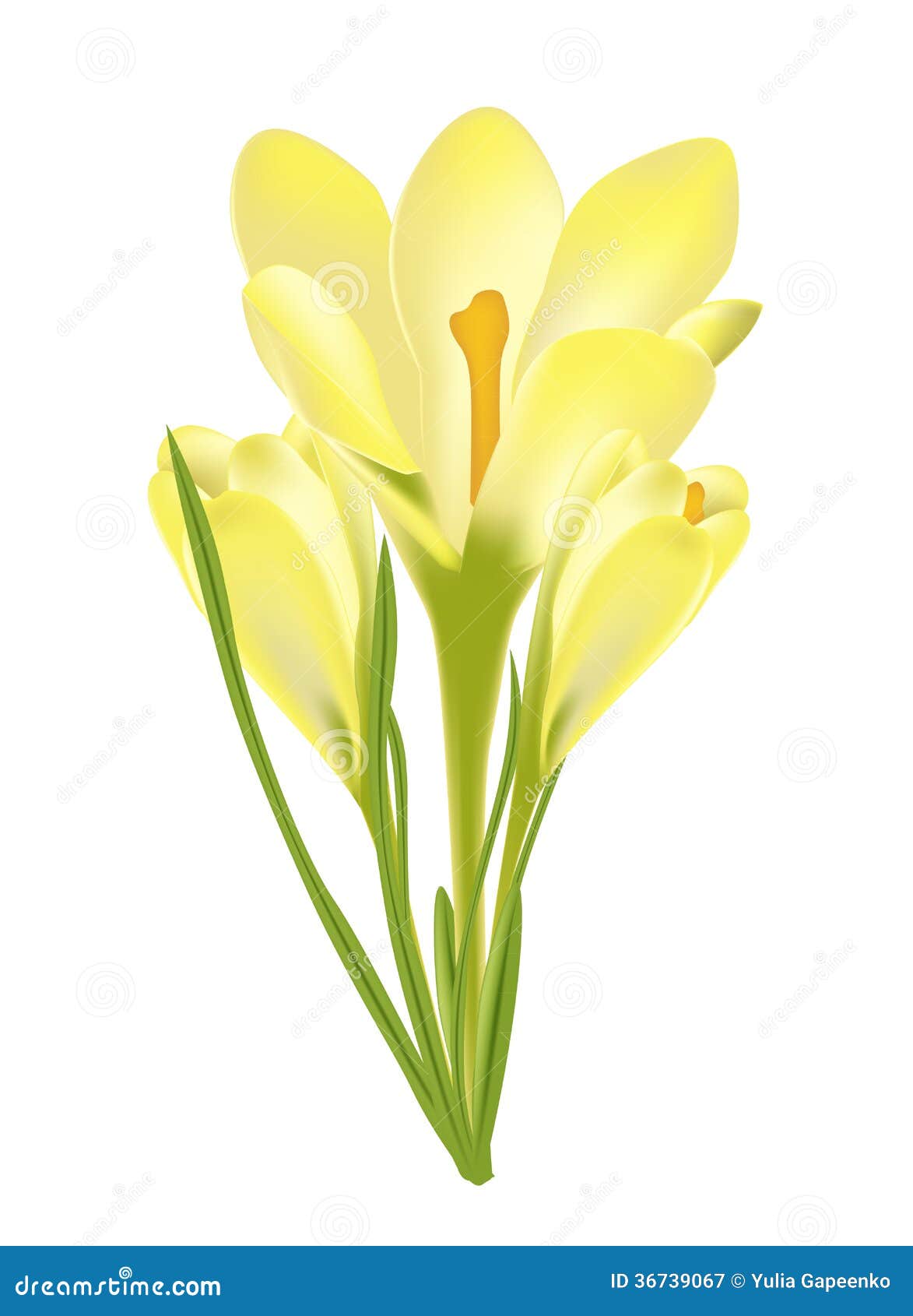 Vector Illustration of Crocus Flower Stock Vector - Illustration of ...