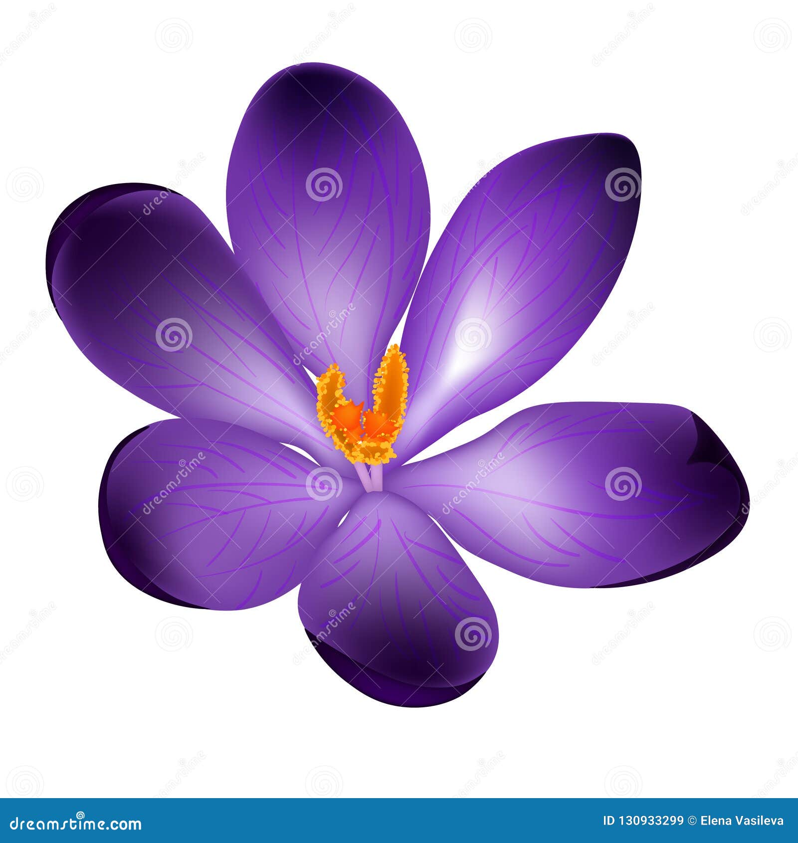 Vector Illustration of Crocus Flower Isolated on the White Background ...