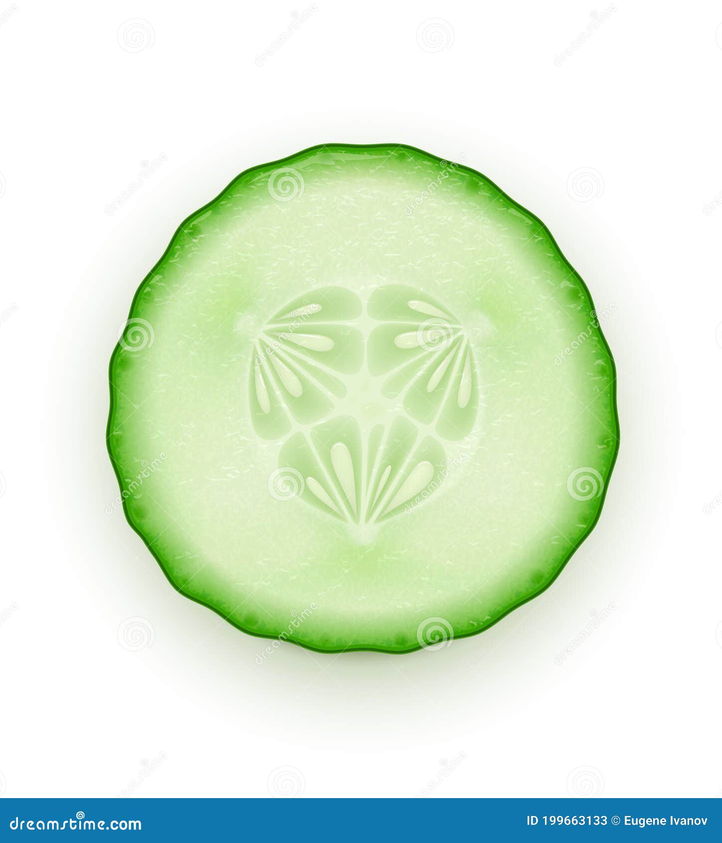 Cucumber slice stock vector. Illustration of diet, natural - 199663133