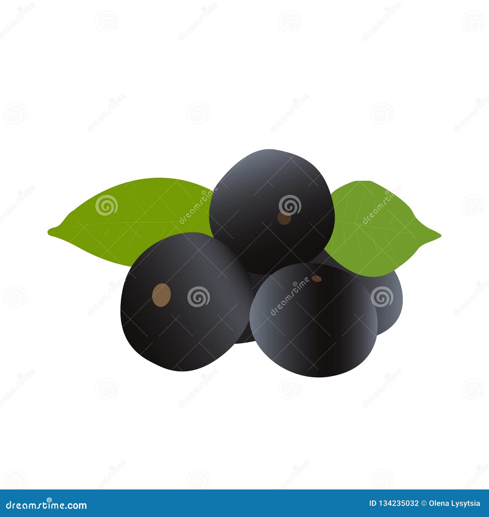 Acai berries vector stock vector. Illustration of healthy - 134235032