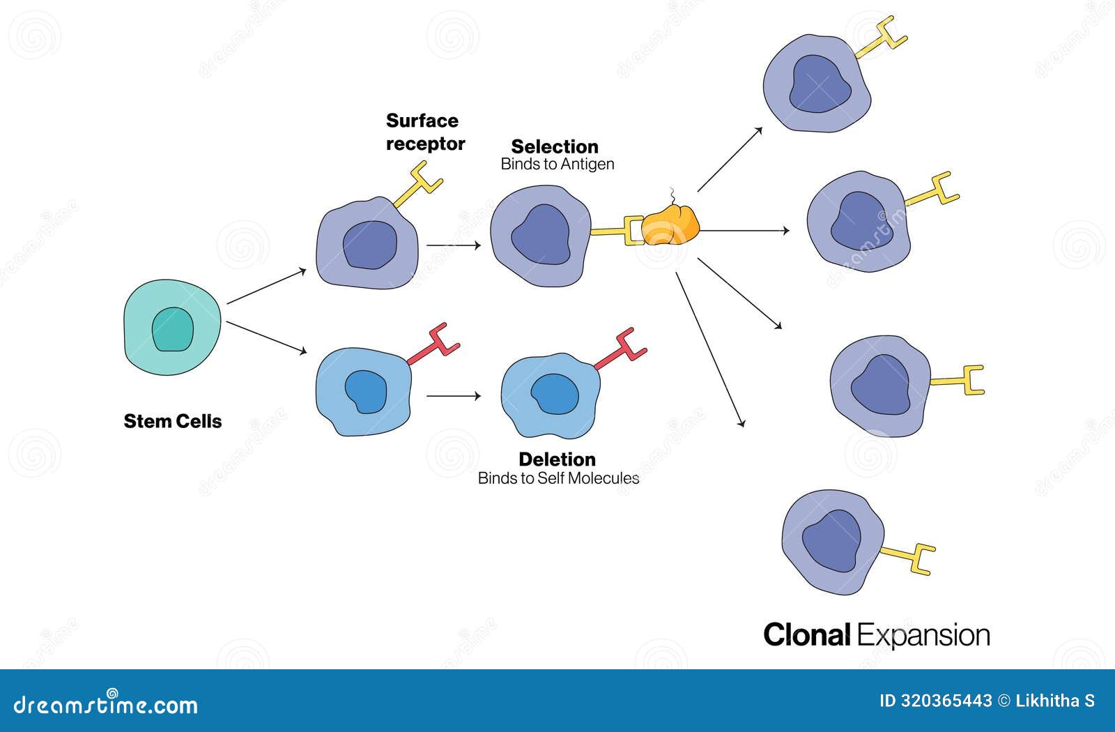 Illustration Of Clonal Selection Theory In Immunology On A White ... Illustration Of Clonal Selection Theory In Immunology On A White ...