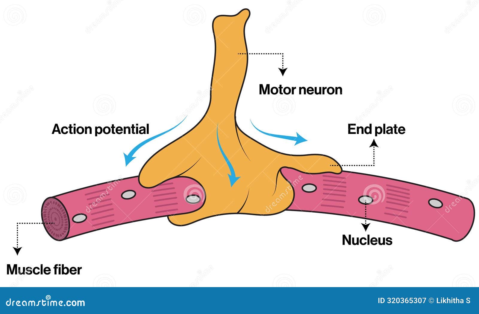 Illustration of Neuromuscular Junction on White Background Showing ...