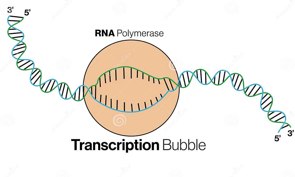Illustration Of Transcription Bubble On White Background Demonstrating Rna Synthesis Process In