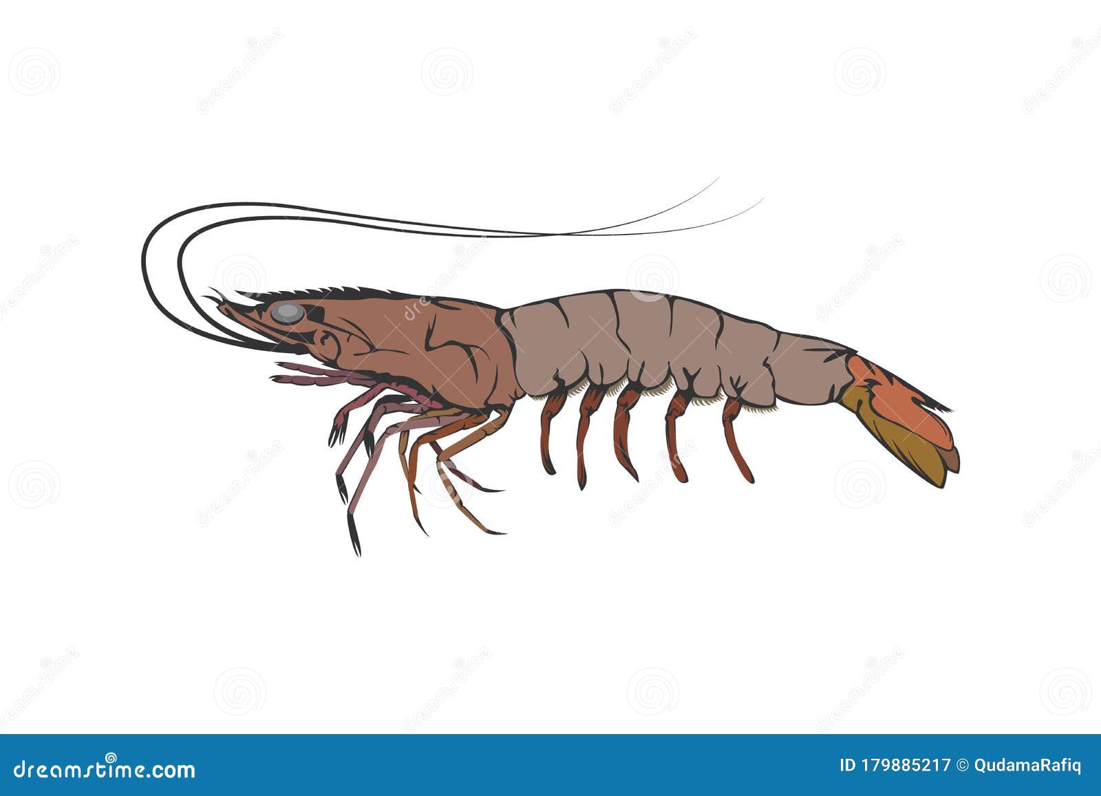 Vector Illustration Design Element of Prawn, Shrimp Isolated on White ...