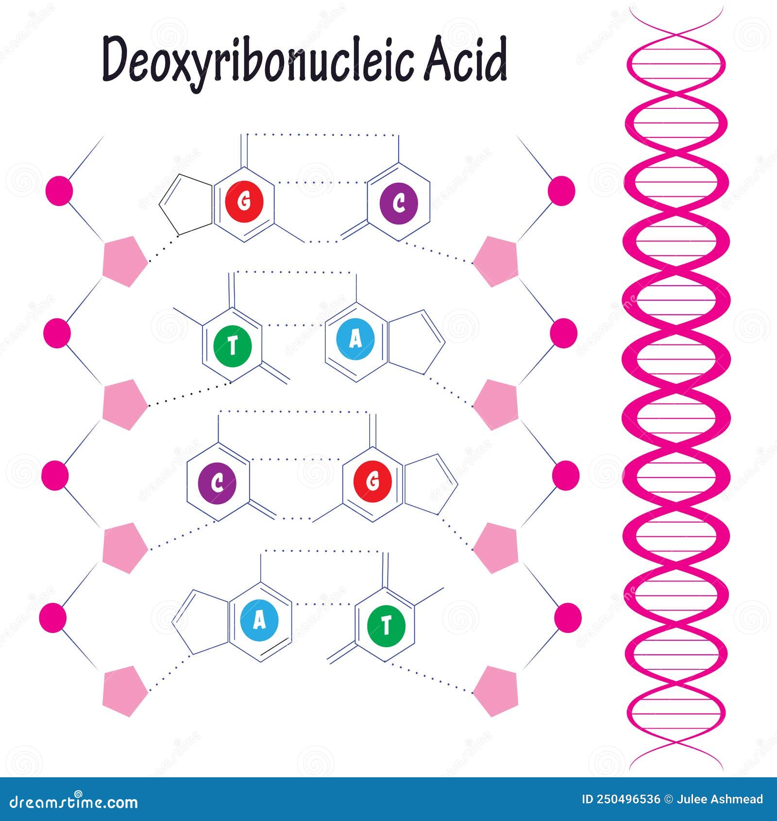 Structure of DNA Vector Illustration Stock Vector - Illustration of ...