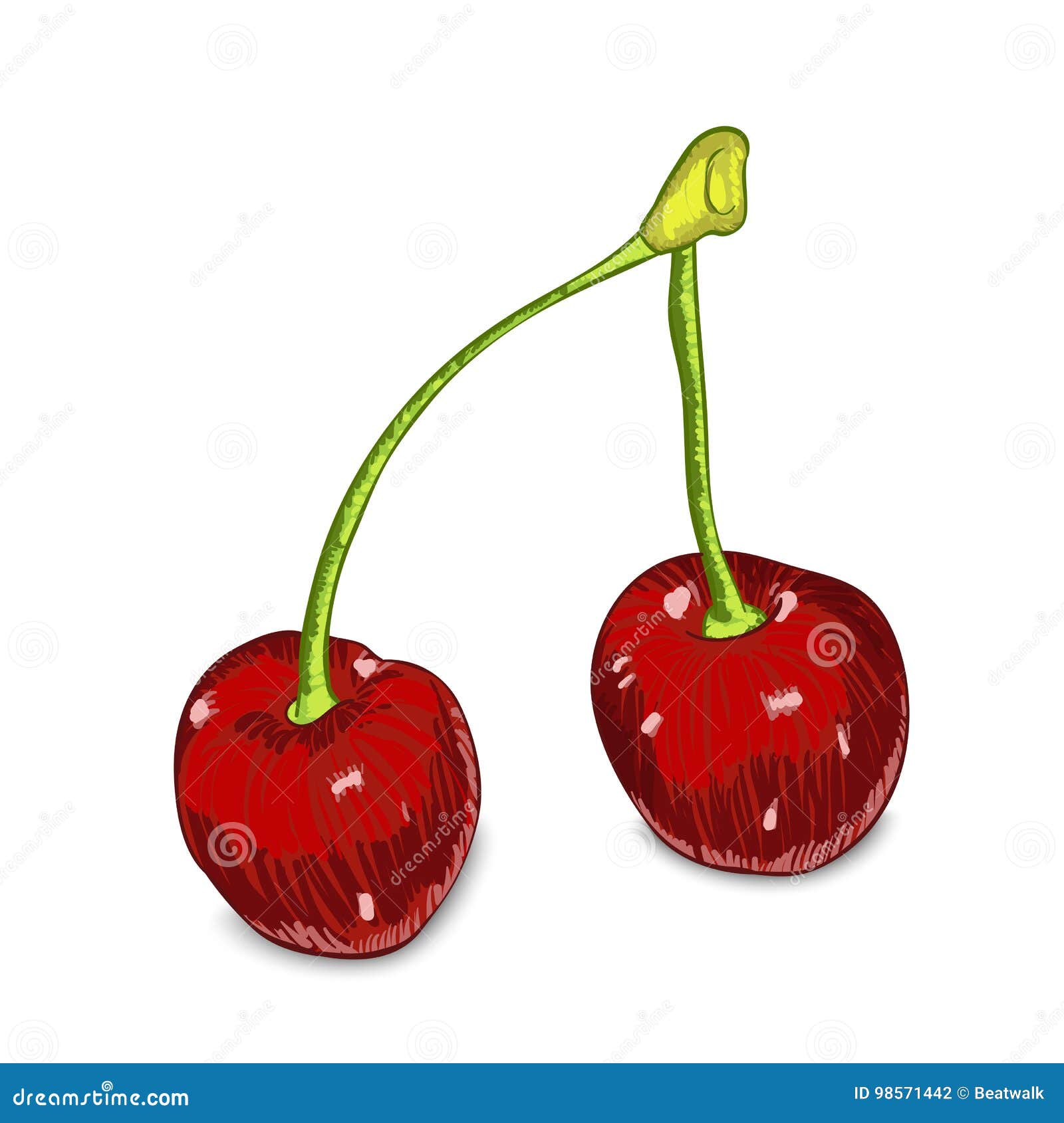 Vector Illustration Digital Painting of Cherry Stock Vector ...