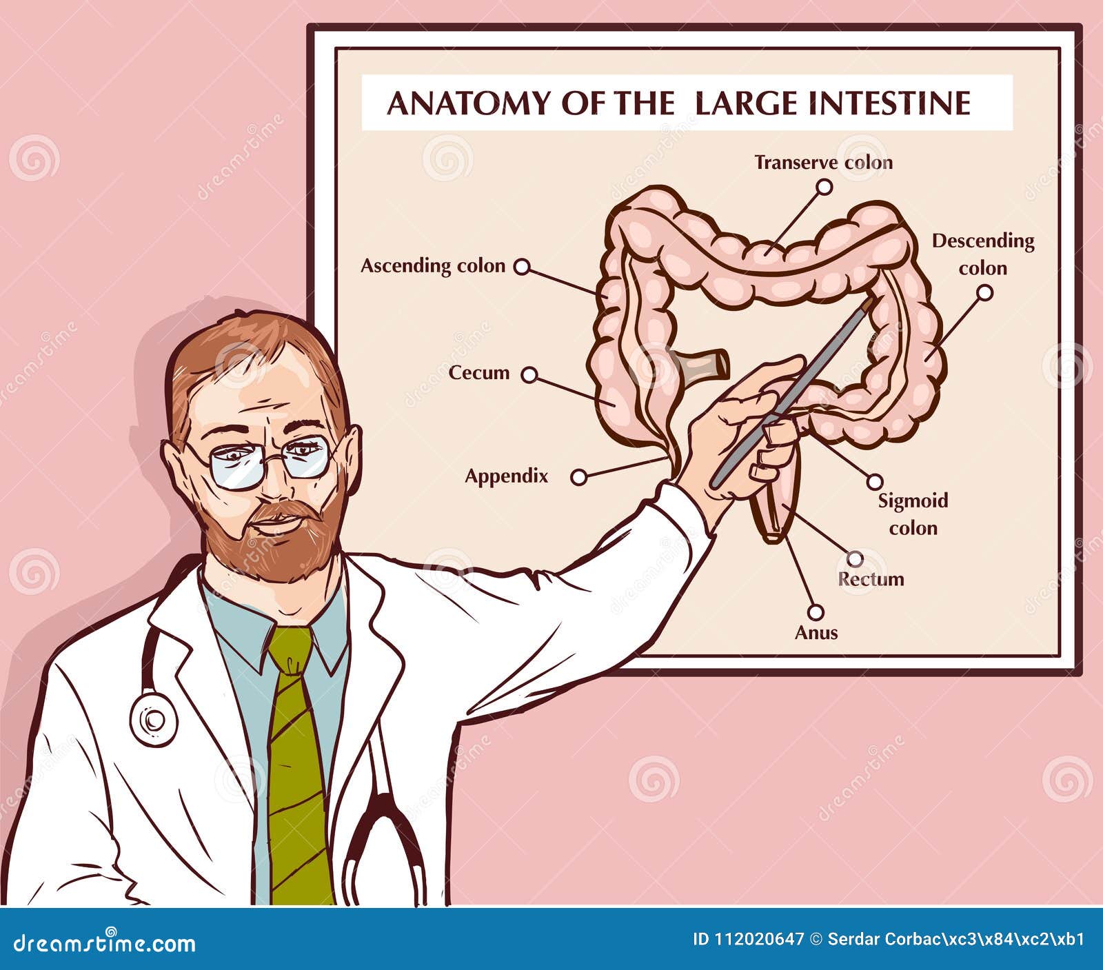Vector Illustration of a Doctor Explaining the Large Intestine Stock ...