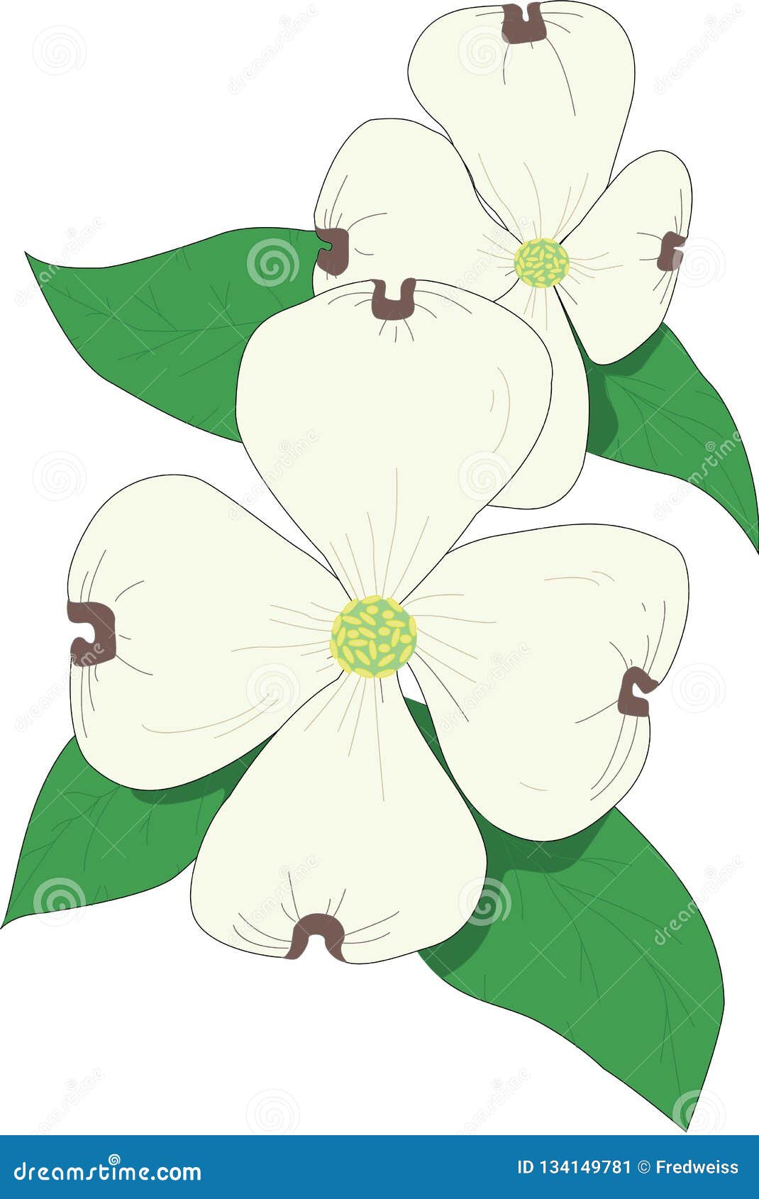 Dogwood Vector Illustration Stock Vector - Illustration of floral ...