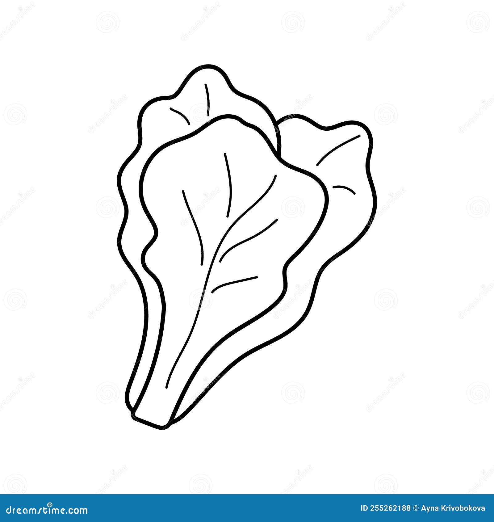 How To Draw Lettuce Salad For Children. Step By Step Drawing Tutorial ...