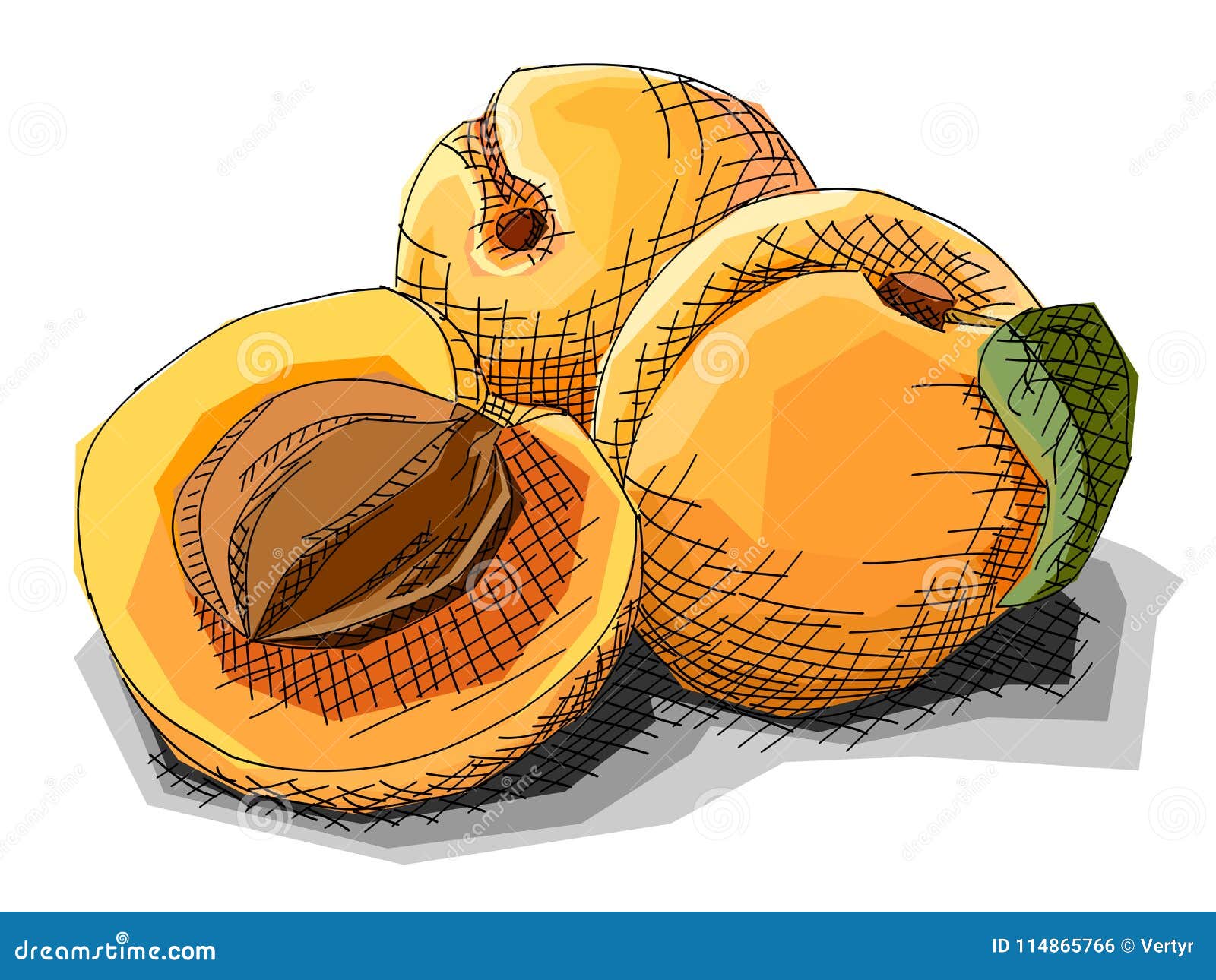 Vector Illustration of Drawing Fruit Apricots. Stock Vector ...