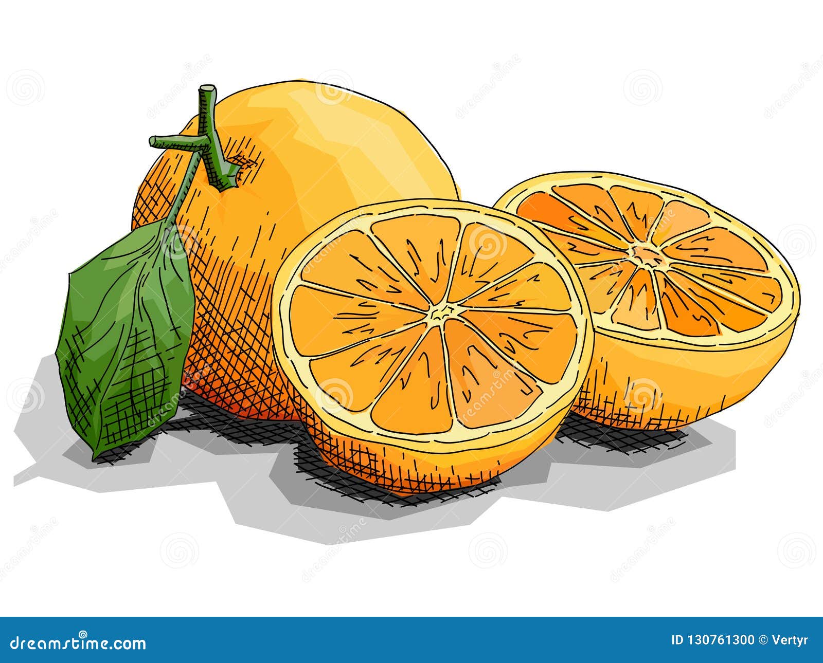 Vector Illustration of Drawing Fruit Oranges with Halves. Stock Vector ...