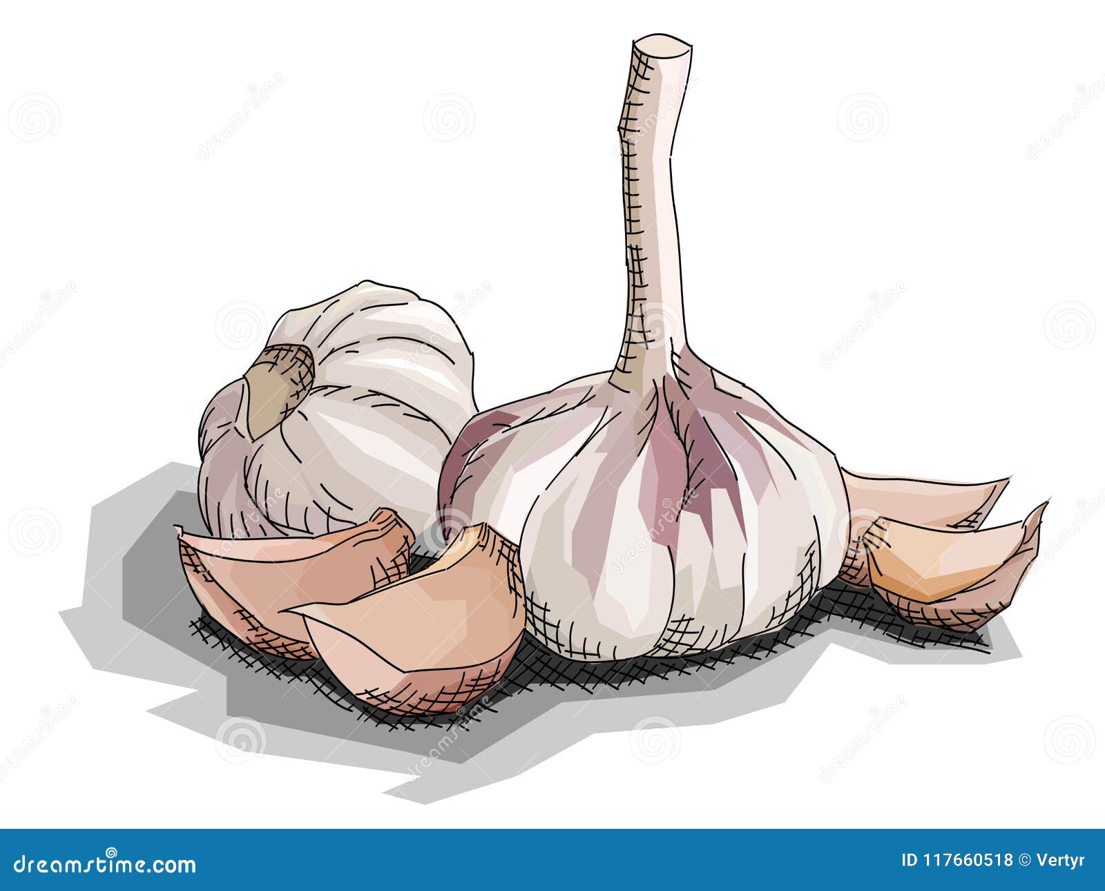 Vector Illustration of Drawing Garlic. Stock Vector - Illustration of ...