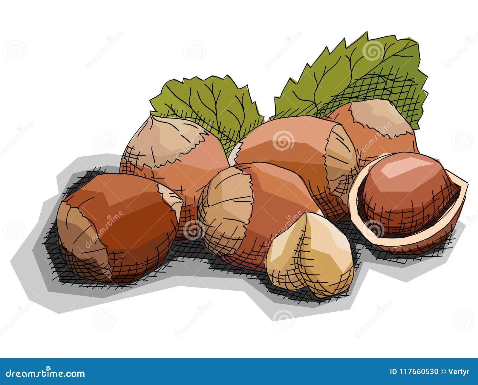 Vector Illustration of Drawing Nut Hazelnuts. Stock Vector ...