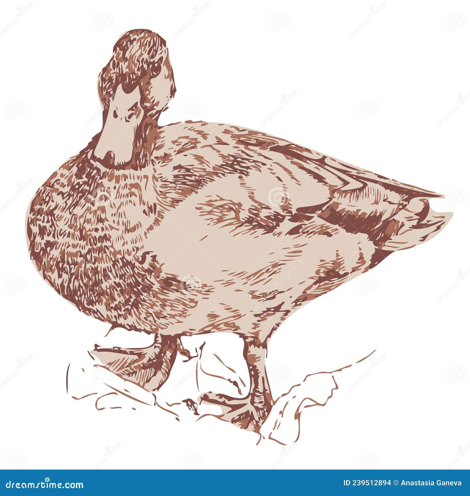 Vector Illustration of Duck. Stock Vector - Illustration of ... Vector Illustration of Duck. Stock Vector - Illustration of ...