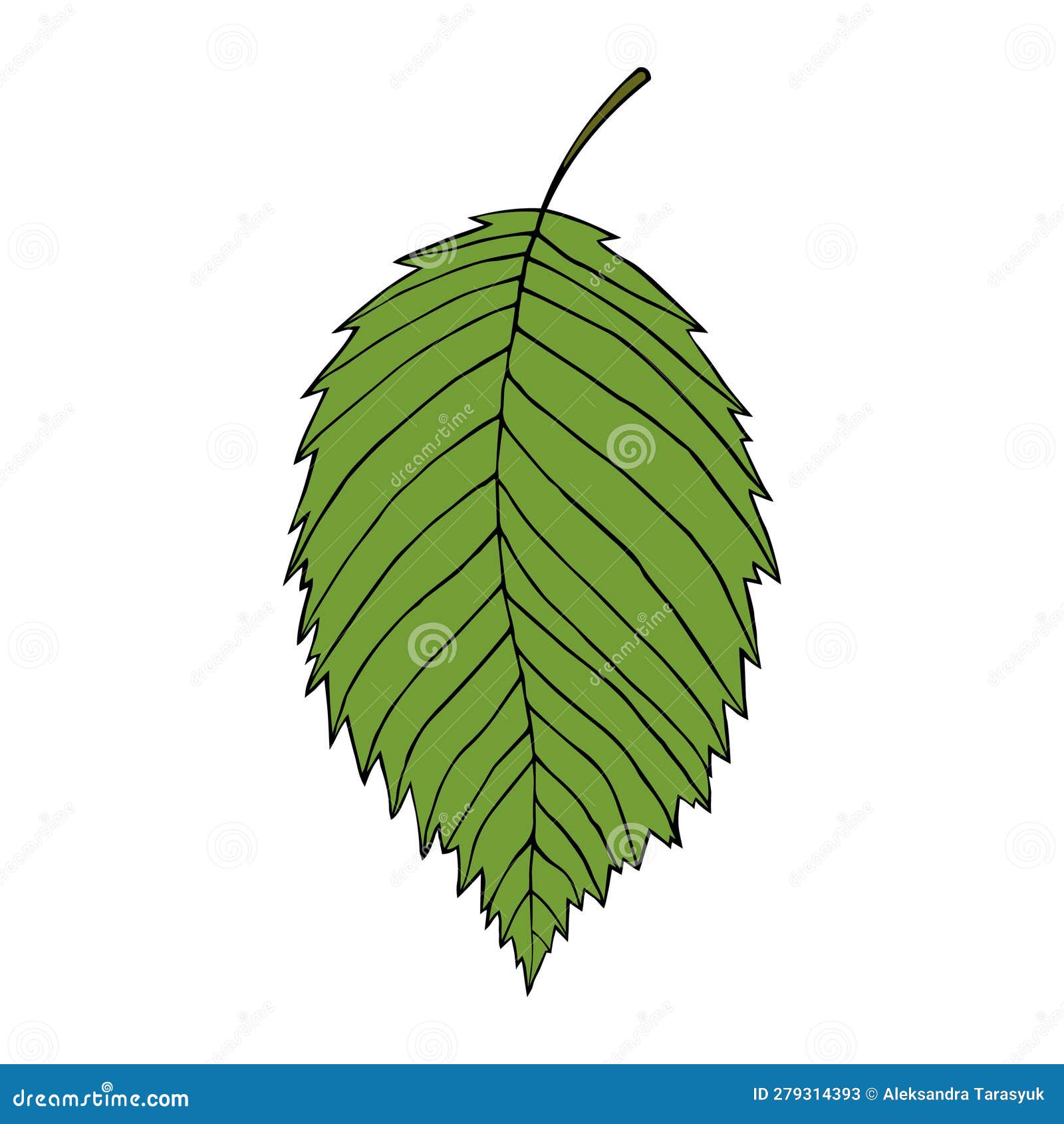 Vector Illustration of Elm Leaf Isolated on White. Cartoon Style Stock ...