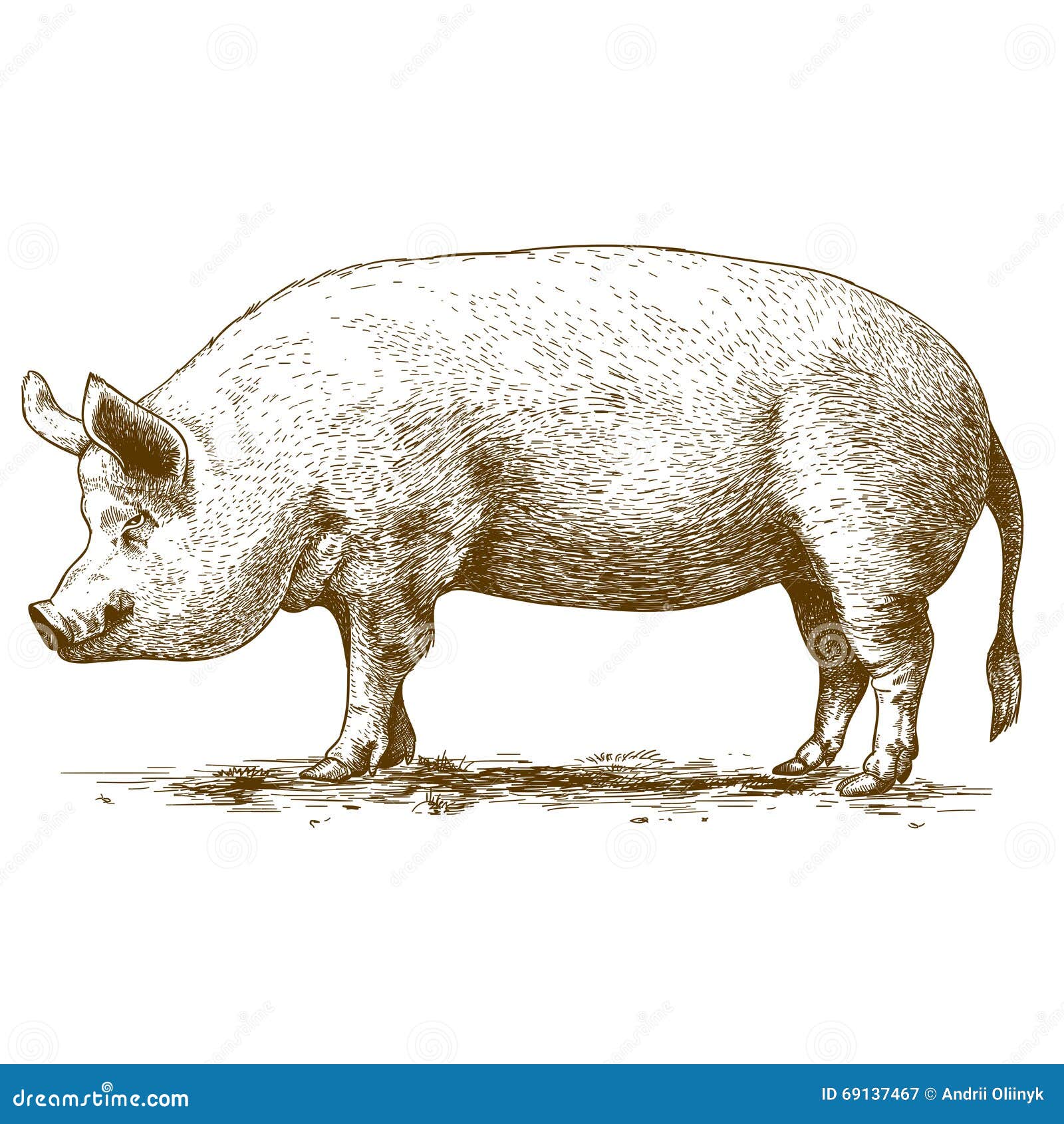 Vector Illustration of Engraving Big Hog Stock Vector - Illustration of ...