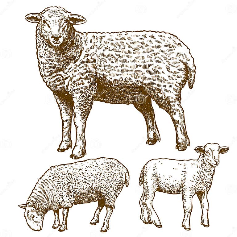 Vector Illustration of Engraving Three Sheep Stock Vector ...