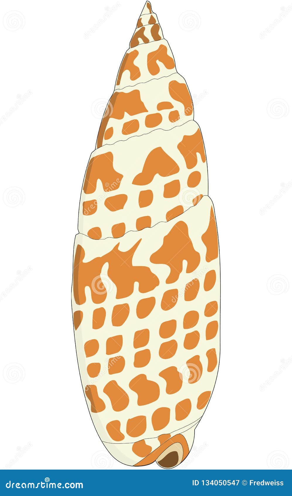 Episcopal Miter Shell Illustration Stock Vector - Illustration of ocean ...