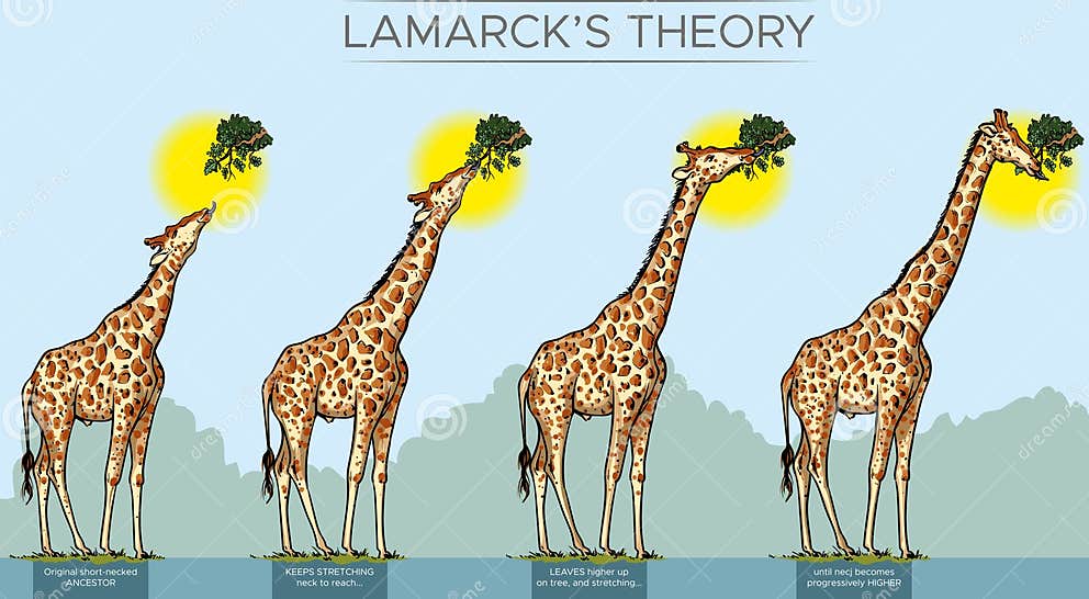 Giraffe evolution stock vector. Illustration of life - 249804249