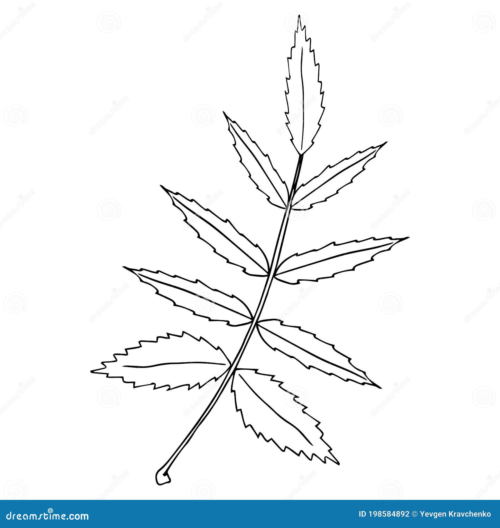 Hand Drawn Leaf of the Tree. Vector Illustration of a Falling Leaf of a ...