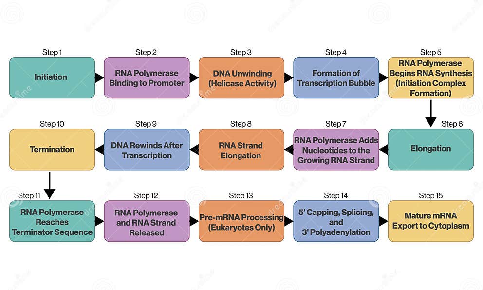 Detailed Flowchart of Transcription Process, Visual Guide To RNA ...