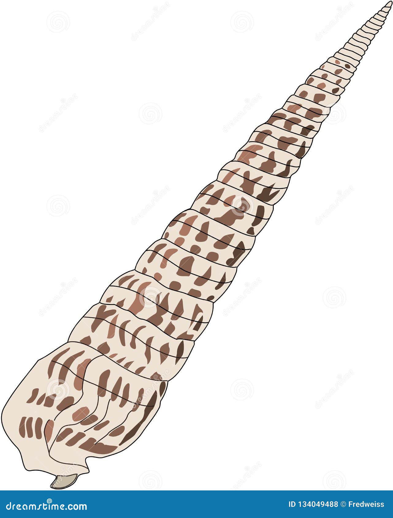 Flame Auger Shell Illustration Stock Vector - Illustration of water ...