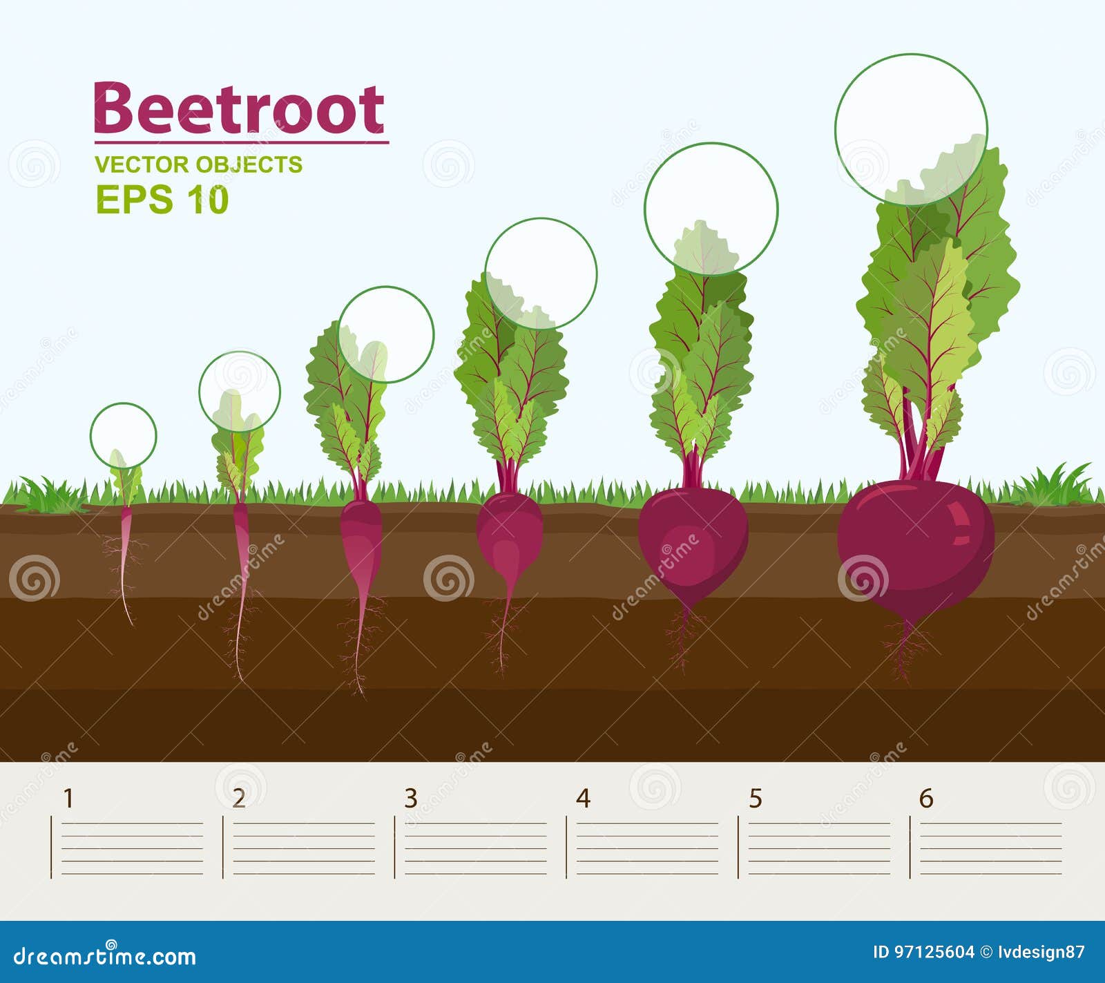 Vector Illustration in Flat Style. Phases and Stage of Growth ...