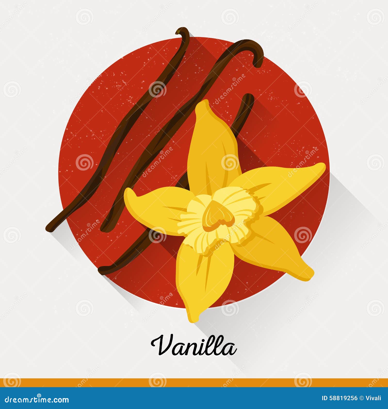 Vanilla Spice Ingredient For Cooking Food Isolated On White Background ...