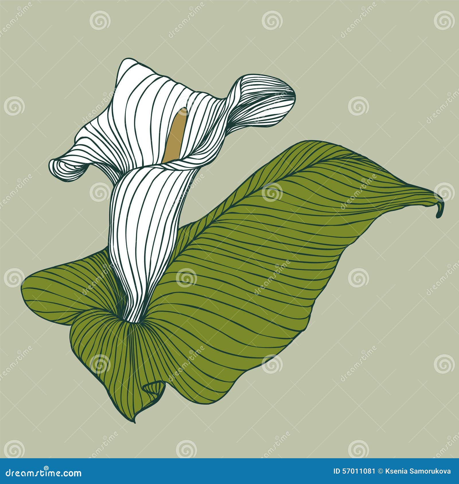 Vector Illustration - Flower Calla Stock Vector - Illustration of ...