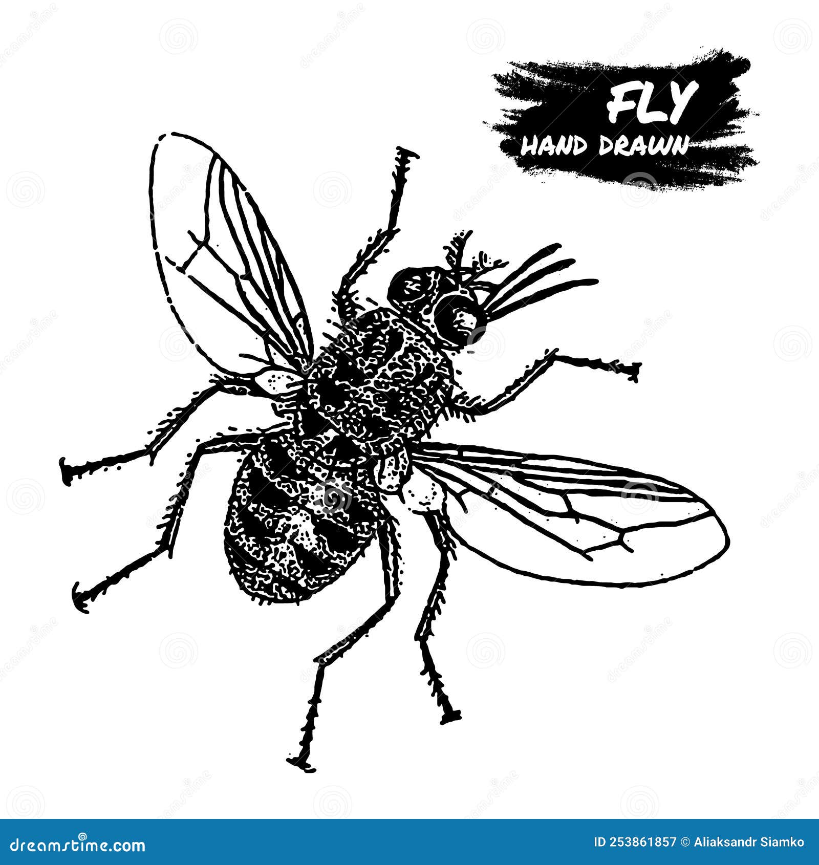 Vector Illustration of Fly in Vintage Engraved Style Stock Vector ...