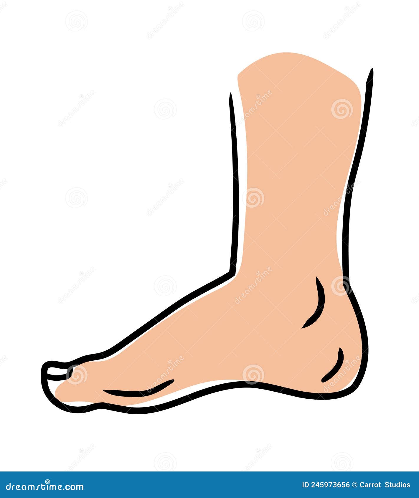 Vector Illustration of a Foot Standing, Human Foot Stock Vector ...