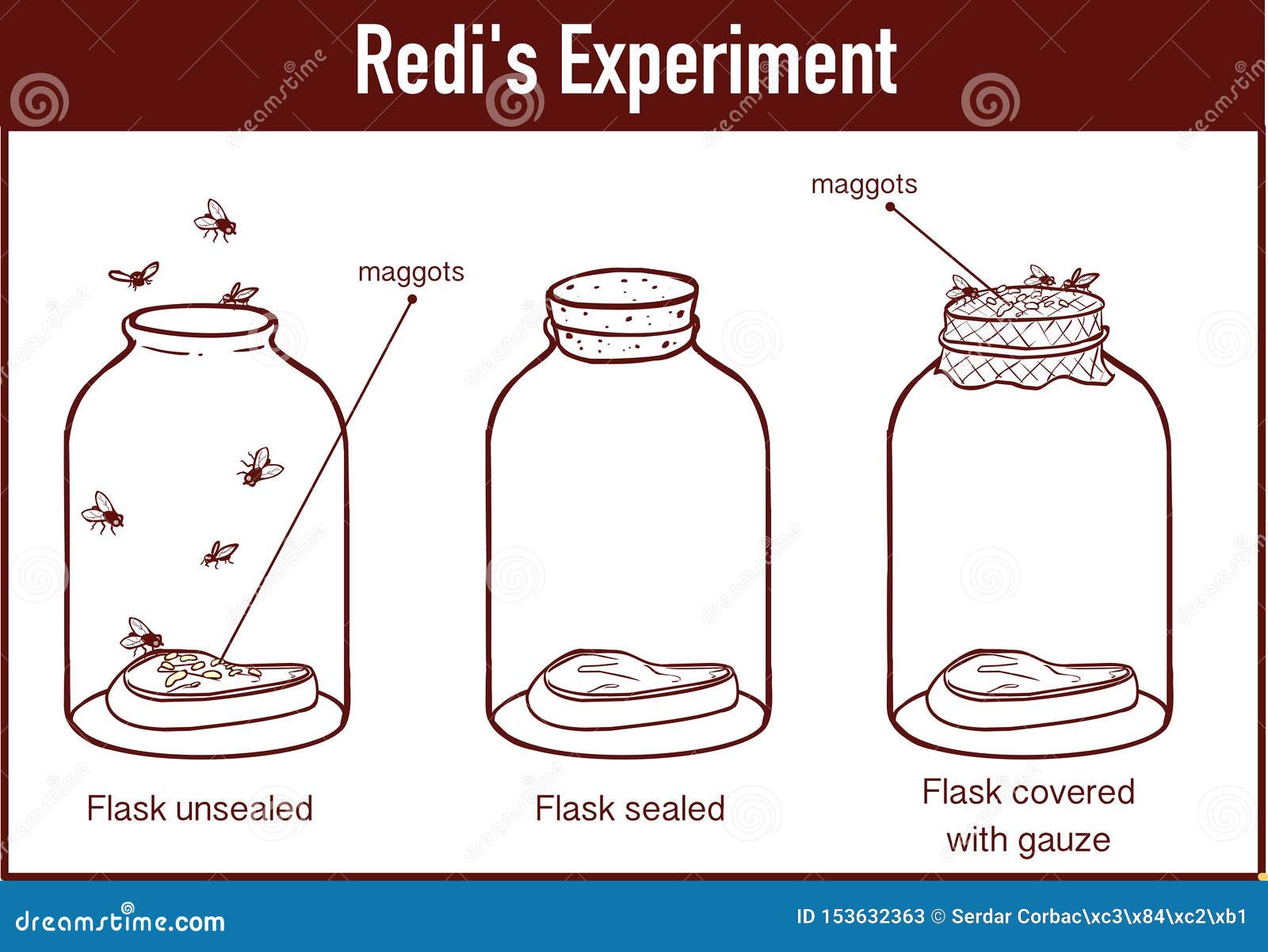 Vector Illustration of a Francesco Redi 1668 Experiment Stock Vector ... Vector Illustration of a Francesco Redi 1668 Experiment Stock Vector ...
