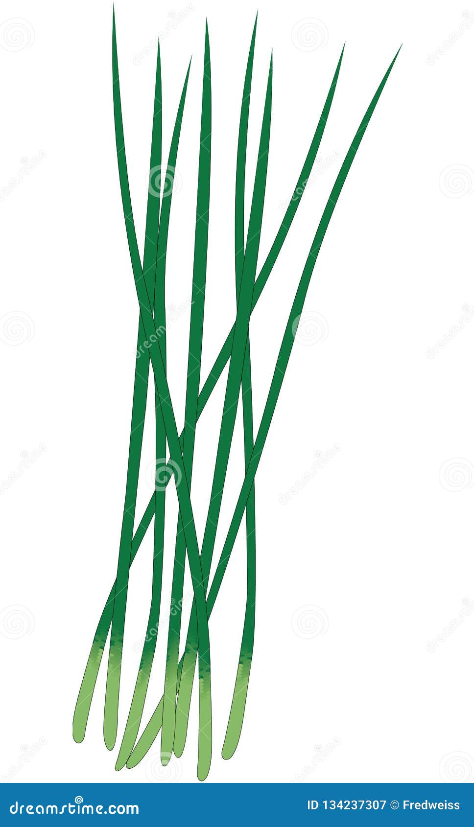 Fresh Chives Herb Cartoon Vector | CartoonDealer.com #12232783