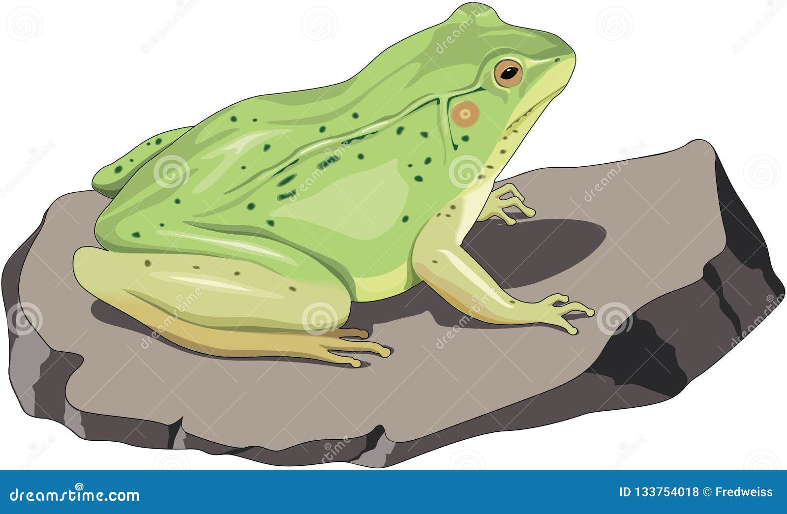Frog on a Rock Illustration Stock Vector - Illustration of frogs ...