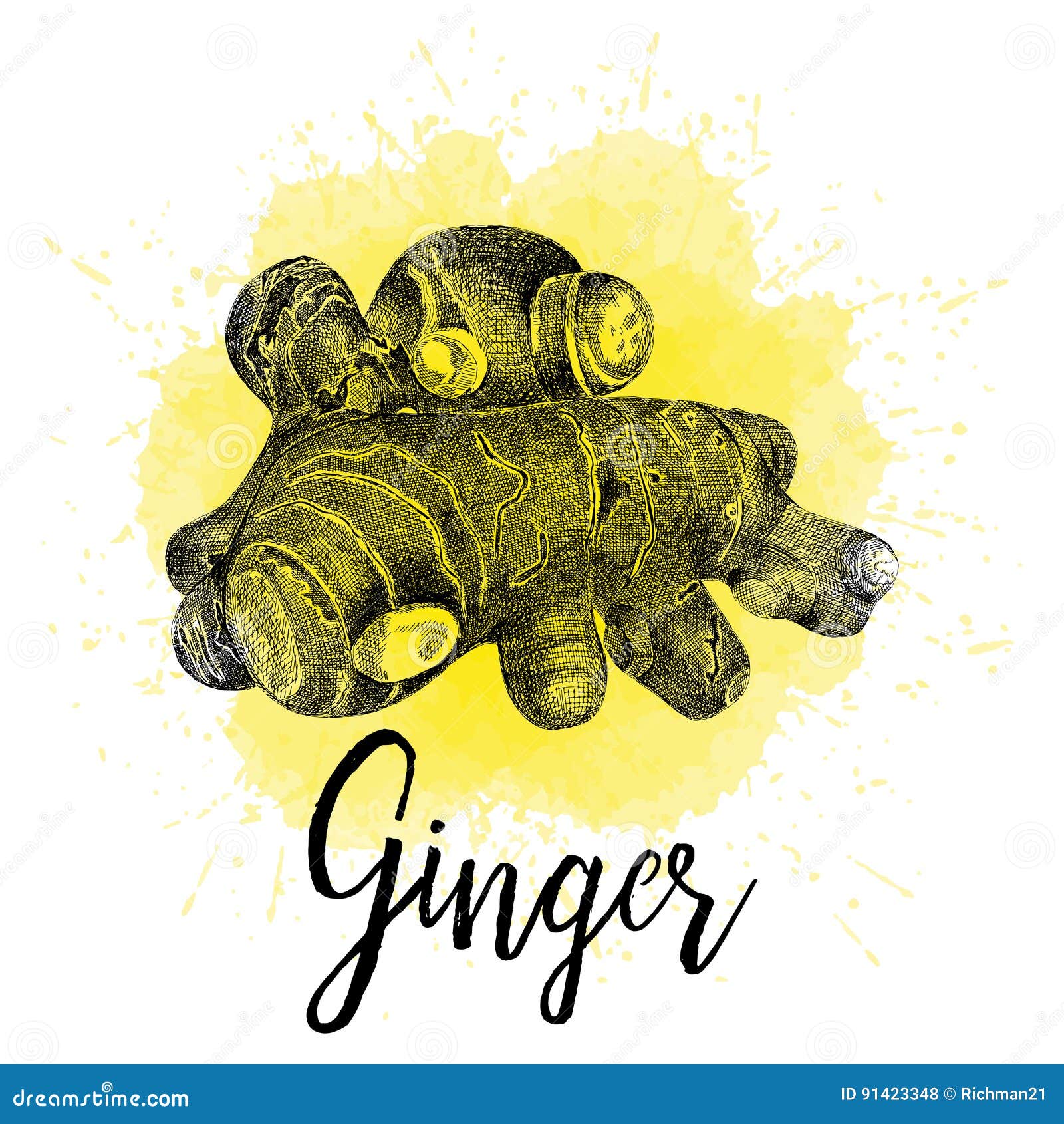 Ginger Hand Draw Sketch. Root. Herbal Spice. Three Fresh Gingers And ...