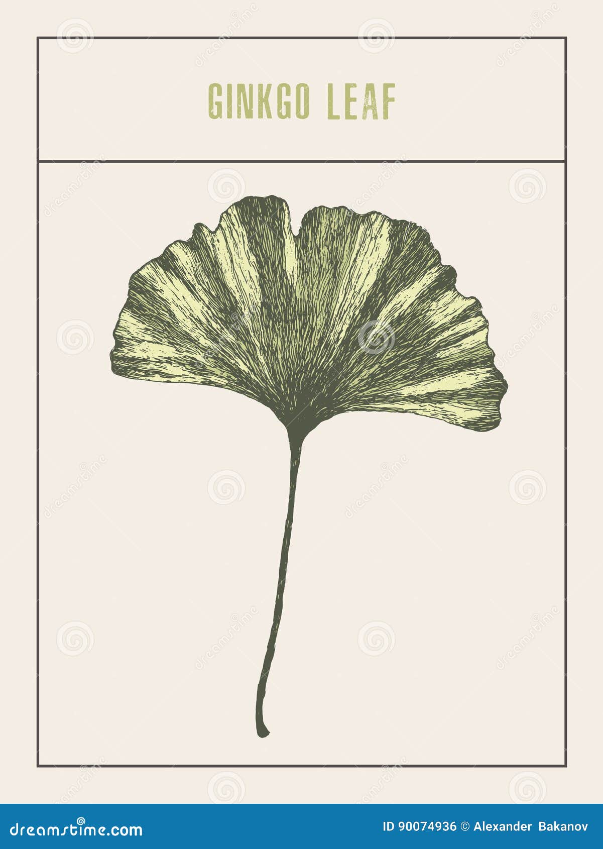 Vector Illustration Ginkgo Leaf Drawn, Sketch Stock Vector ...