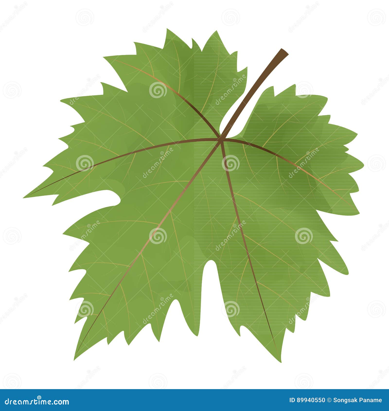 Detail Grape Leaf Stock Illustrations – 259 Detail Grape Leaf Stock ...