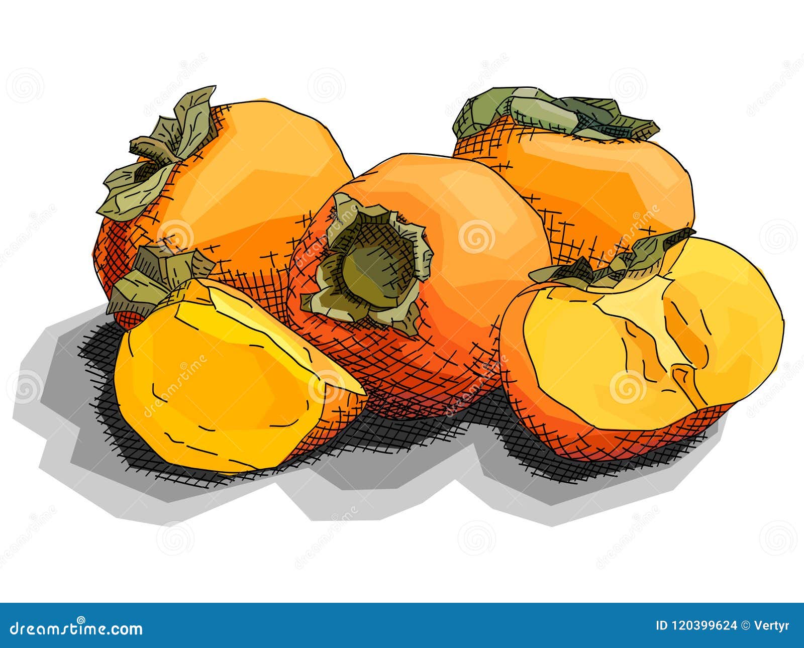 Vector Illustration of Drawing Fruit Persimmons. Stock Vector ...